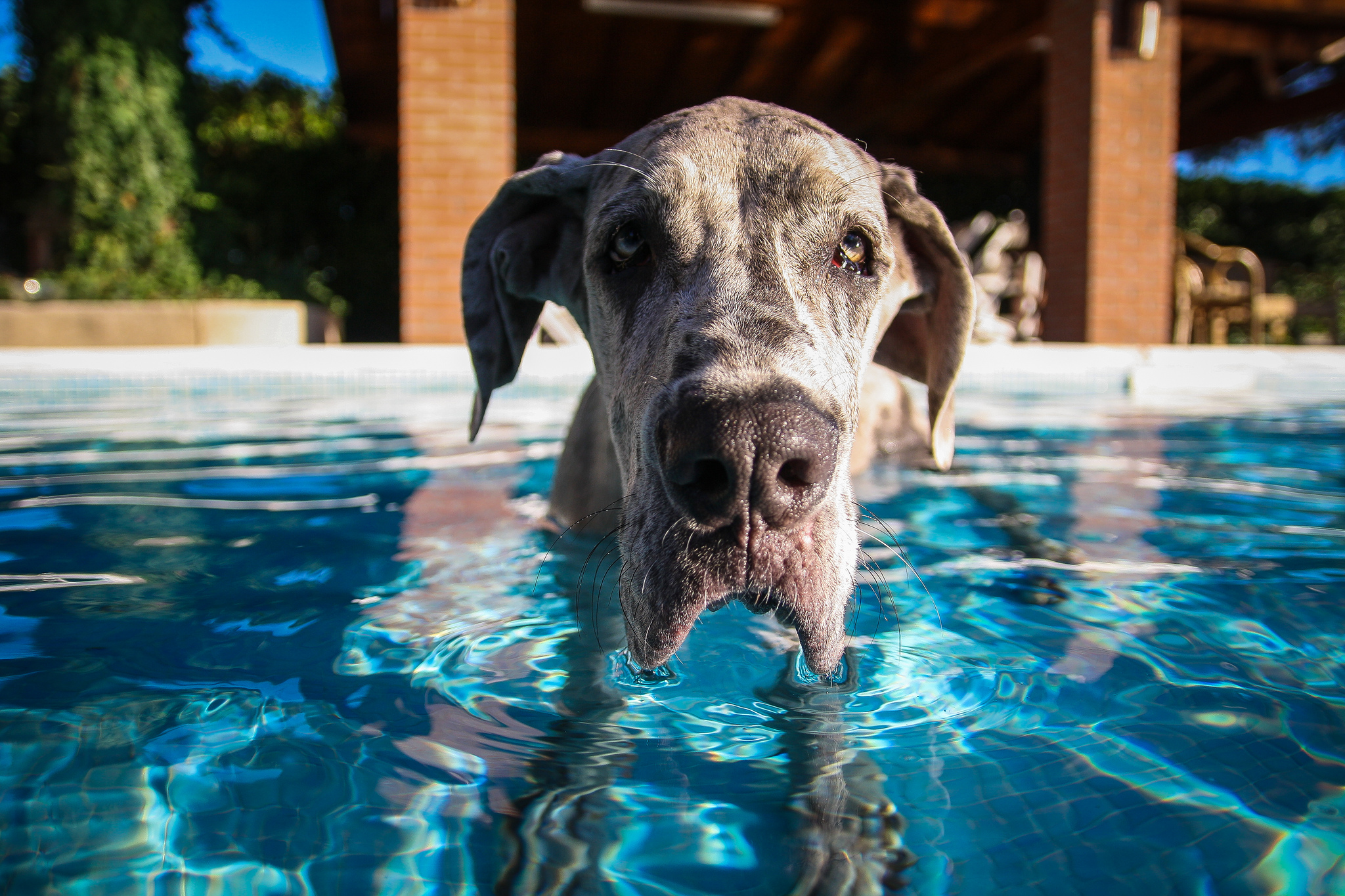 Dog Water Metro Weekly