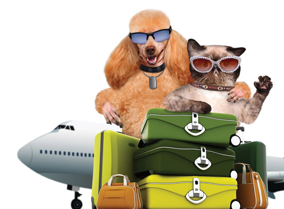 Jet Pets - Metro Weekly