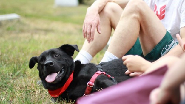 Congressional Cemetery's Day of the Dog Festival - Metro Weekly