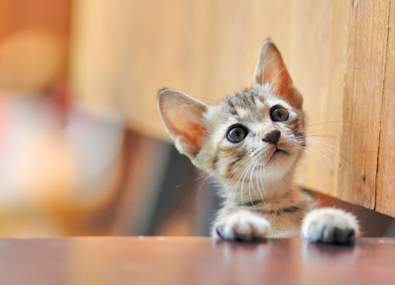 Foster the Pets - Metro Weekly