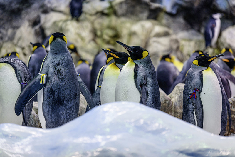 Zoo Discovers Female Penguin is Actually a Gay Male